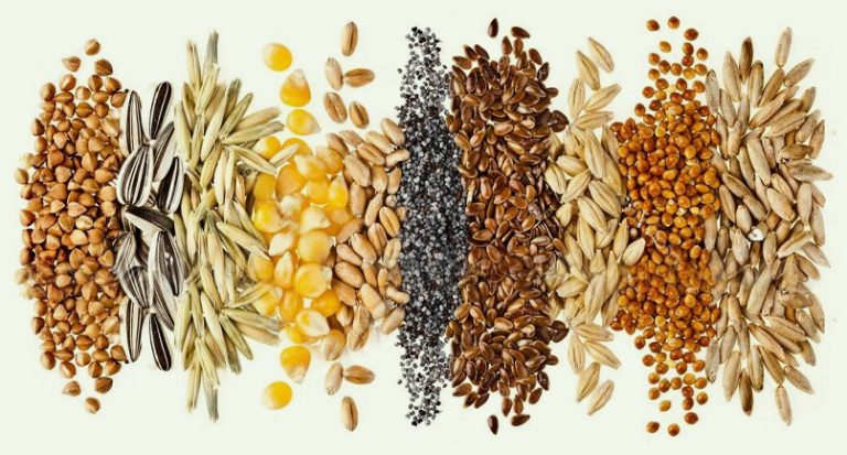 Quiénes somos – Seed Association of the Americas