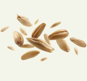 Seed Association of the Americas – Non-governmental organization that ...